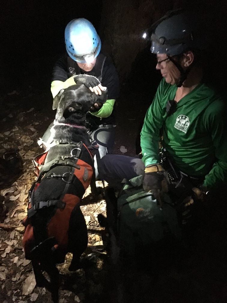 Sheila, Dog Over A Cliff - WASART